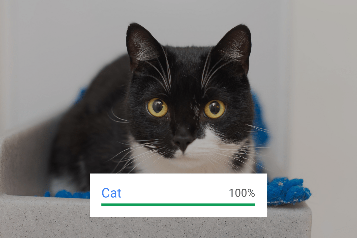 Google Lens Study: Results From 65,388 Visual Searches
